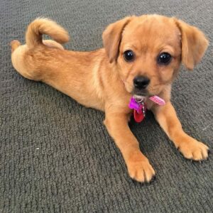 43 Adorable Dachshund Mixes That You Never Knew Existed - The Goody Pet