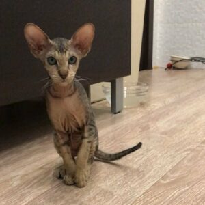 Strange But Beautiful: 11 Exotic Russian Cat Breeds - The Goody Pet