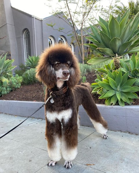 Phantom Poodle - Your Complete Breed Guide - The Goody Pet