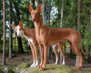51 Best Hunting Dog Breeds: Which One is Right for You? - The Goody Pet
