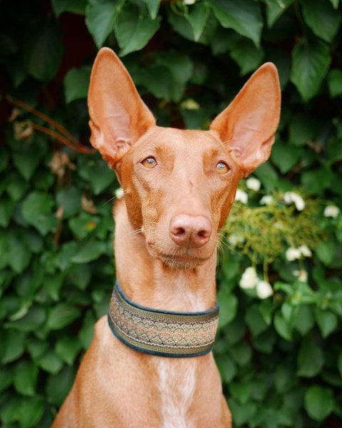 18 Dog Breeds With Long Snouts That You Can Call Nosy - The Goody Pet