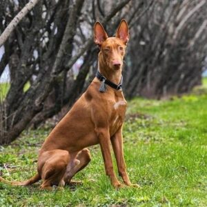 51 Hound Dog Breeds (You're Probably Going To Love #3) - The Goody Pet