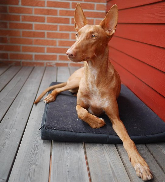 14 African Dog Breeds Originating From The Continent Of Africa - The ...