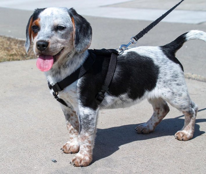 Blue Tick Beagle - Your Complete Breed Guide - The Goody Pet