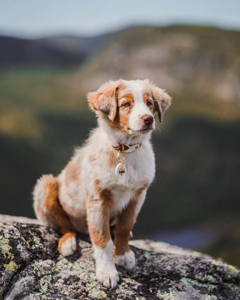 Red Merle Australian Shepherd - Your Complete Breed Guide - The Goody Pet