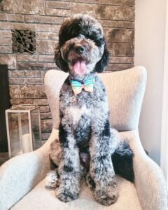 Blue Merle Goldendoodle - Your Complete Breed Guide - The Goody Pet