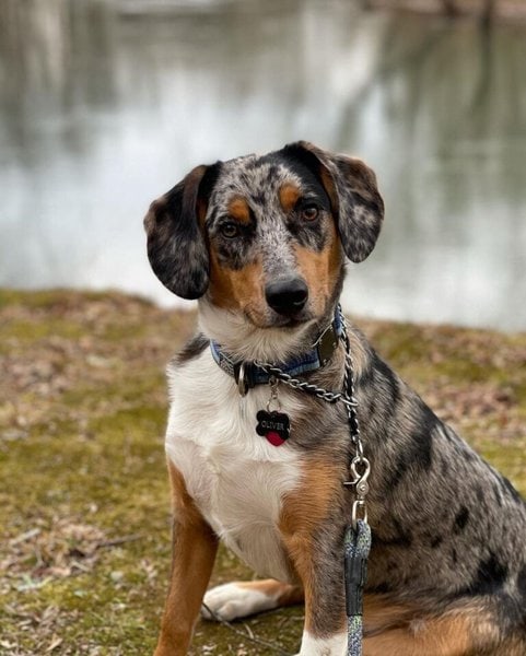 Australian Shepherd Beagle Mix - Your Complete Breed Guide To The ...
