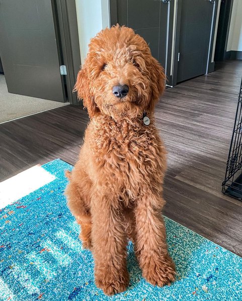 Red Goldendoodle - Your Complete Breed Guide - The Goody Pet