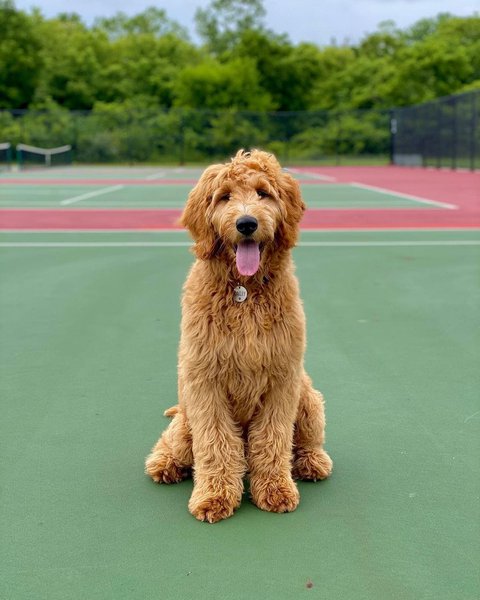 F2B Goldendoodle - Your Complete Breed Guide - The Goody Pet