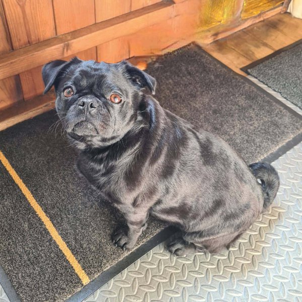 Shih Tzu Pug Mix - Your Complete Breed Guide To The Pug-Zu - The Goody Pet