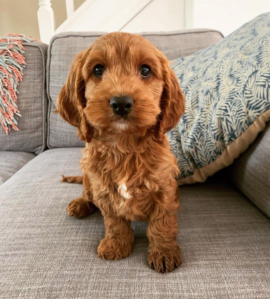 Cocker Spaniel Poodle Mix - Your Complete Breed Guide To The Cockapoo ...