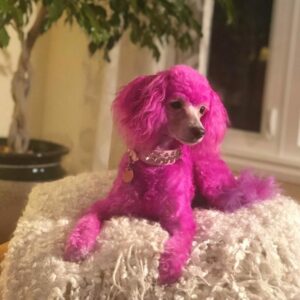 42 Enchanting Colors And Patterns Of A Poodle - The Goody Pet