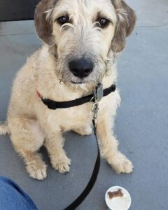 62 Poodle Mixes That You Cannot Remember Them All - The Goody Pet