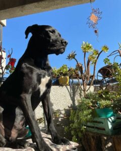 46 Black Lab Mixes That Will Put A Smile On Batman - The Goody Pet