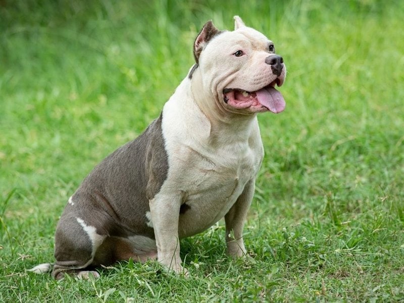 Pitbull Bulldog Mix - Your Complete Bullypit Breed Guide - The Goody Pet