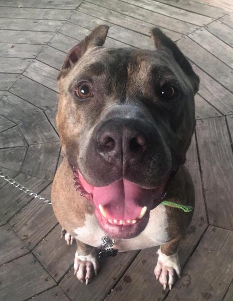 Pitbull Mastiff Mix - Your Complete Breed Guide - The Goody Pet