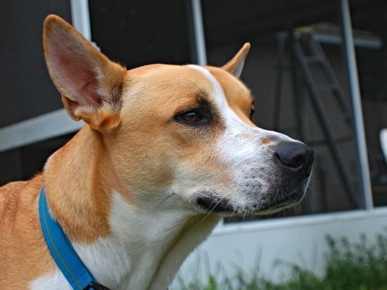 Pitbull Husky Mix - Your Complete Pitsky Breed Guide - The Goody Pet