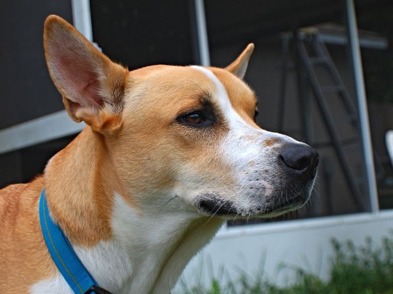 Pitbull Husky Mix - Your Complete Pitsky Breed Guide - The Goody Pet