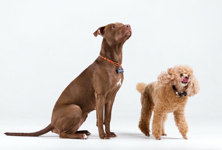 Pitbull Poodle Mix - Your Complete Pit Boodle Breed Guide - The Goody Pet