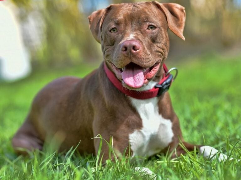Pitbull Terrier Mix - Your Complete Pittie Mix Breed Guide - The Goody Pet