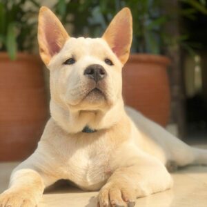 41 Pitbull Mixes That You Would Find Adorable - The Goody Pet