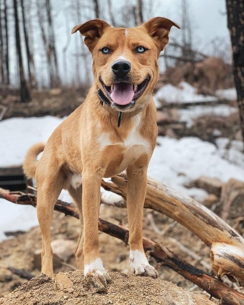 26 Weird & Unusual Dog Mixes You Find Them Hard To Believe - The Goody Pet