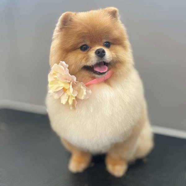 26 Pomeranian Haircuts That Make Your Little Pooch Look Super Cute ...