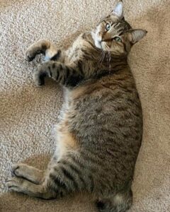 14 Large Domestic Cat Breeds To Cuddle Right Now - The Goody Pet