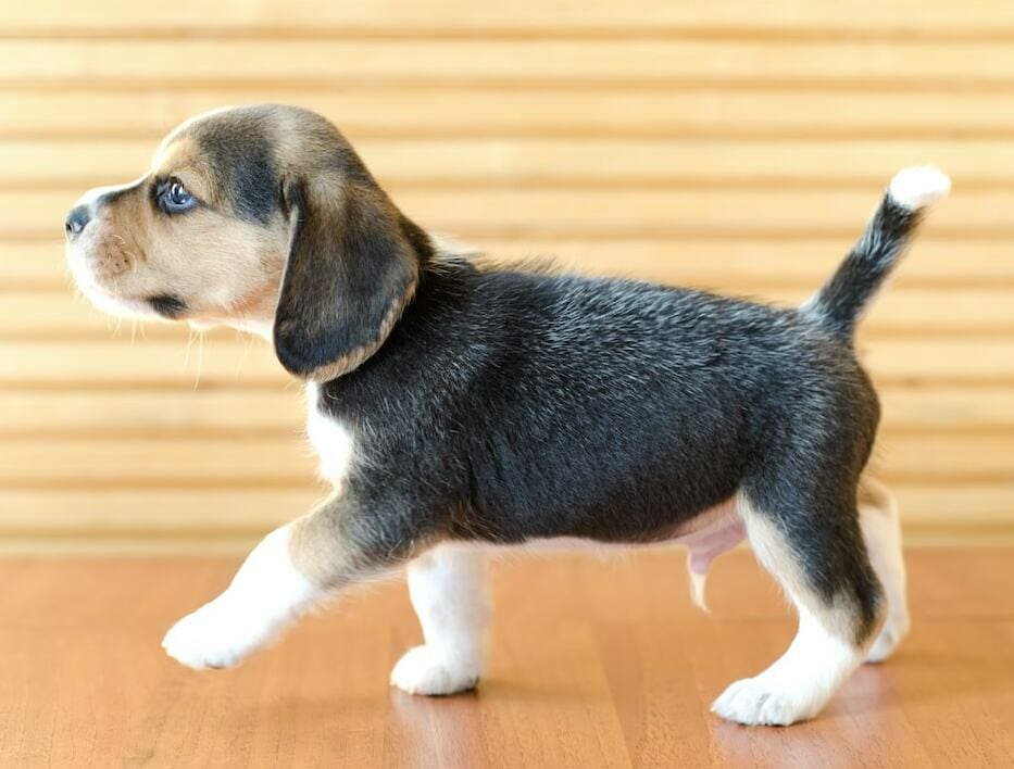 Pocket Beagle - Your Complete Breed Guide - The Goody Pet