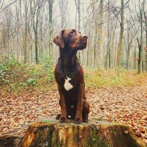 46 Adorable Labrador Mixes That Are Too Cute For Words - The Goody Pet