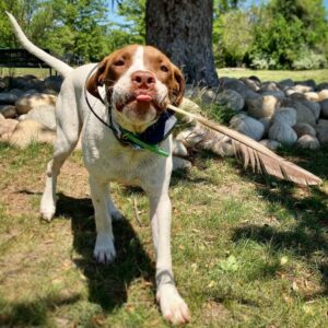41 Pitbull Mixes That You Would Find Adorable - The Goody Pet