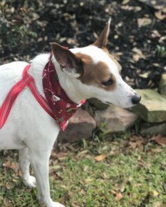 52 Extremely Adorable Corgi Mixes That Will Make You Go Awww - The ...