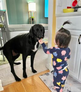 46 Black Lab Mixes That Will Put A Smile On Batman - The Goody Pet