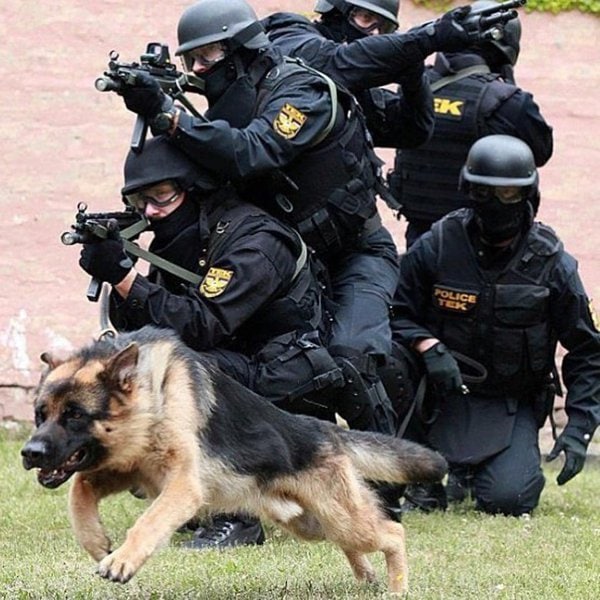 211 Police Dog Names For The Brave Ones - The Goody Pet