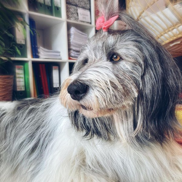 21 Sheepdog Breeds That Love Herding Sheep - The Goody Pet