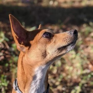 What Countries Eat Dogs? 17 Places Around The World Where You Can Have ...