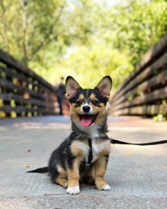 52 Extremely Adorable Corgi Mixes That Will Make You Go Awww - The ...