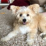 Pomeranian Poodle Mix - Your Complete Breed Guide To The Pomapoo - The Goody Pet