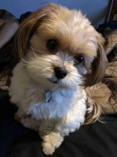 Pomeranian Shih Tzu Mix - Your Complete Breed Guide To The Shiranian ...