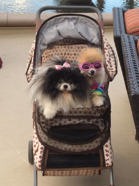 26 Service Dog Breeds That Deserve Our Hugs Right Now - The Goody Pet