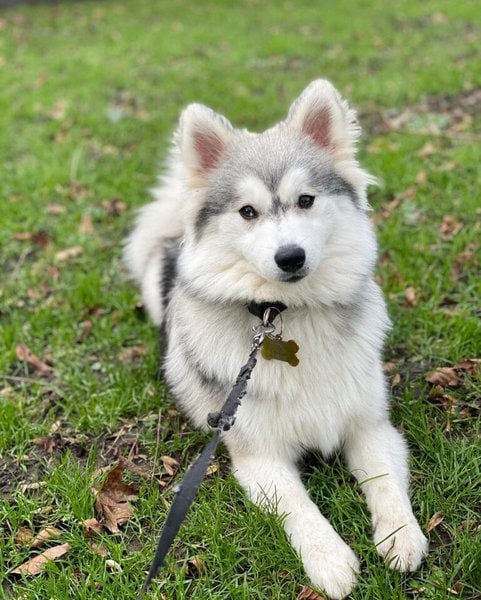 13 Mini Husky Mixes For Miniature Canine Lovers - The Goody Pet