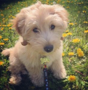 62 Poodle Mixes That You Cannot Remember Them All - The Goody Pet