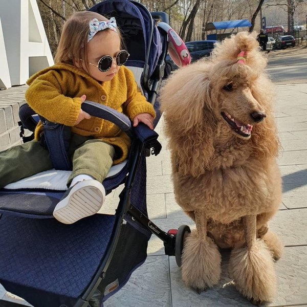 53 Best Companion Dog Breeds That Are Widely Known To Be Man’s Best ...