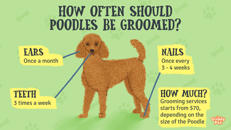 Poodle Grooming - A Complete Guide To Properly Groom Poodles - The ...