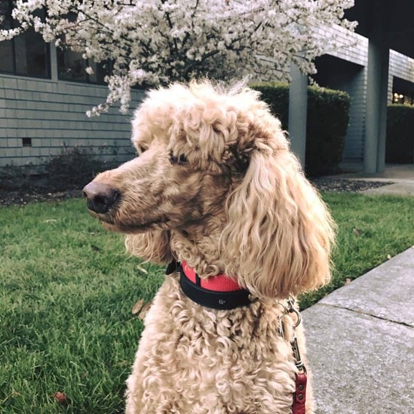 26 Service Dog Breeds That Deserve Our Hugs Right Now - The Goody Pet