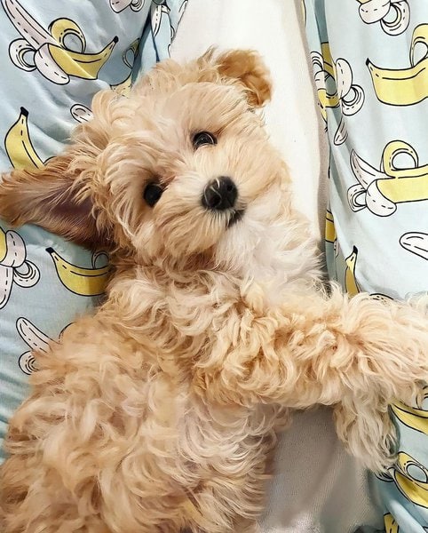 33 Cutest Mixed Breed Dogs That Will Make You Fall In Love With - The ...