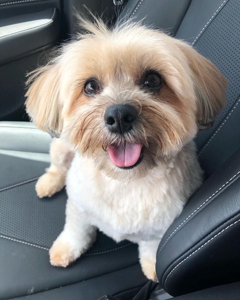 33 Cutest Mixed Breed Dogs That Will Make You Fall In Love With - The ...