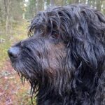 51 Shepherd Dog Breeds: America's Top Dog! - The Goody Pet