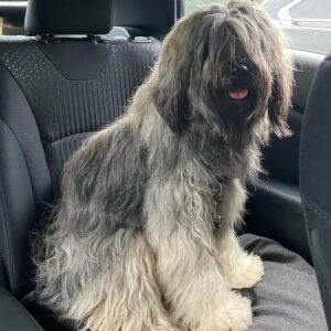 51 Herding Dog Breeds That Love Corralling Livestock - The Goody Pet