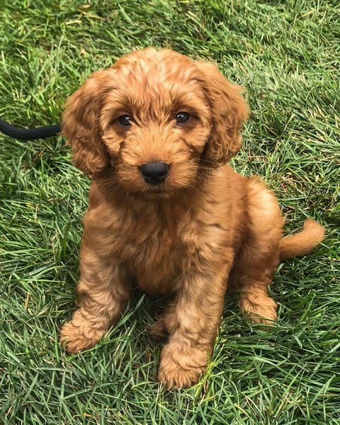 Medium Goldendoodle - Your Complete Breed Guide To The Moyen ...
